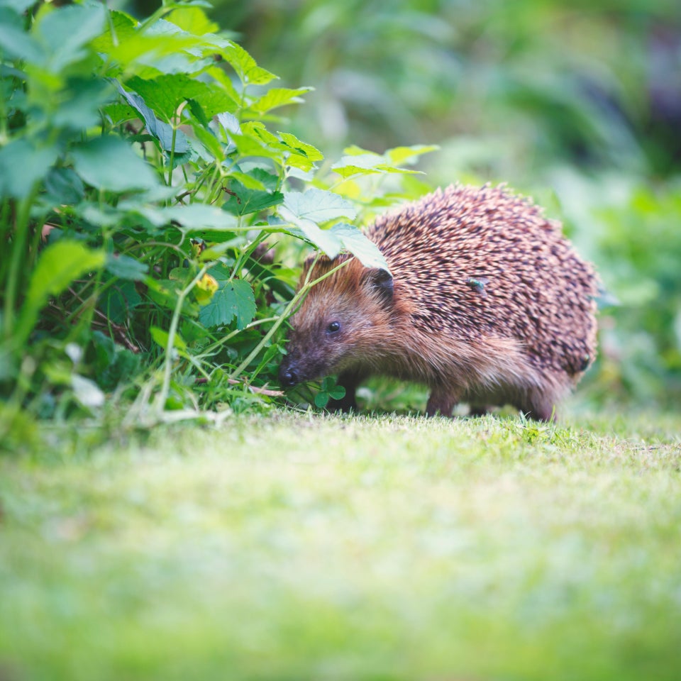 How To Make Your Garden A Hedgehog Haven