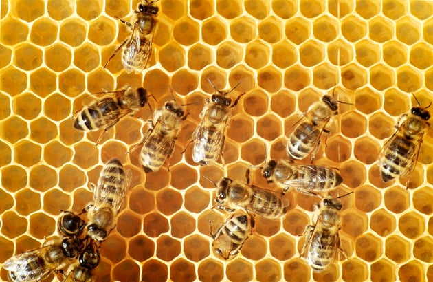 세계 벌의 날world Bee Day 및 꿀벌 멸종과 대처방법백신 살충제 사용감소 등 관련 뉴스 2 네이버 블로그
