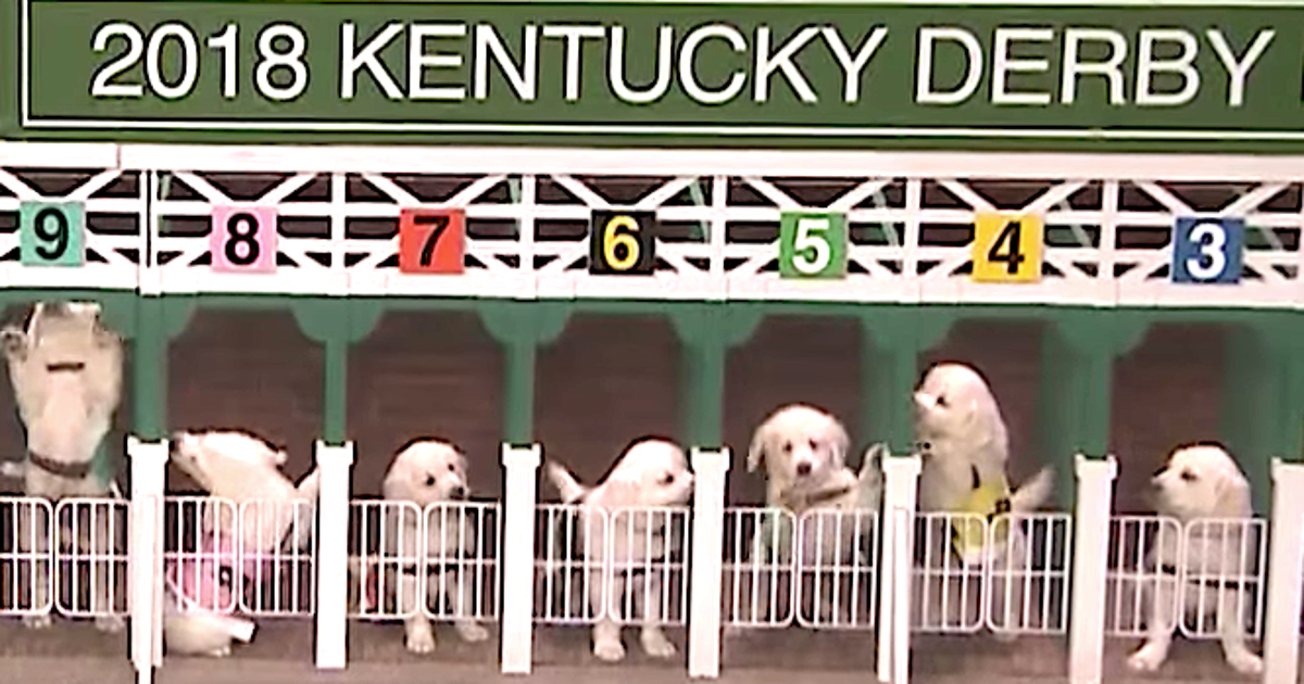 Jimmy Fallon Enlists Ridiculously Cute Puppies To Predict The Kentucky ...