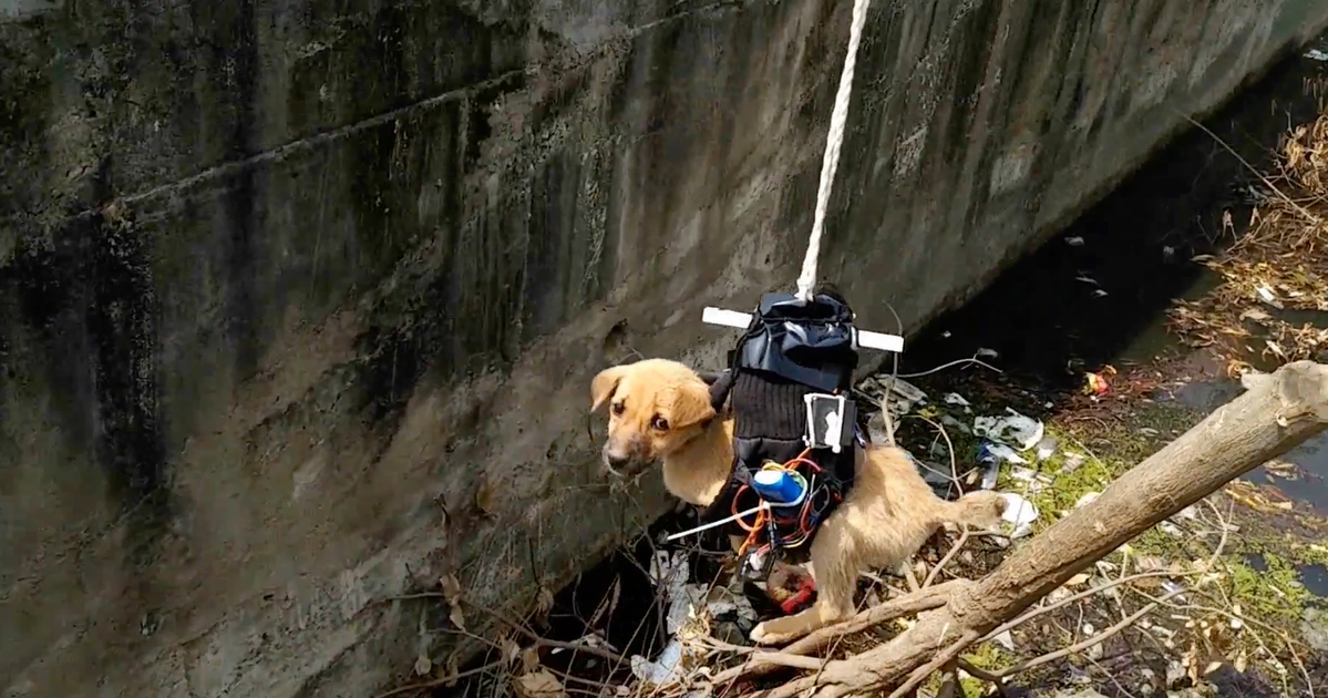 Watch This Engineer Save A Puppy By Using A Drone | HuffPost UK Tech