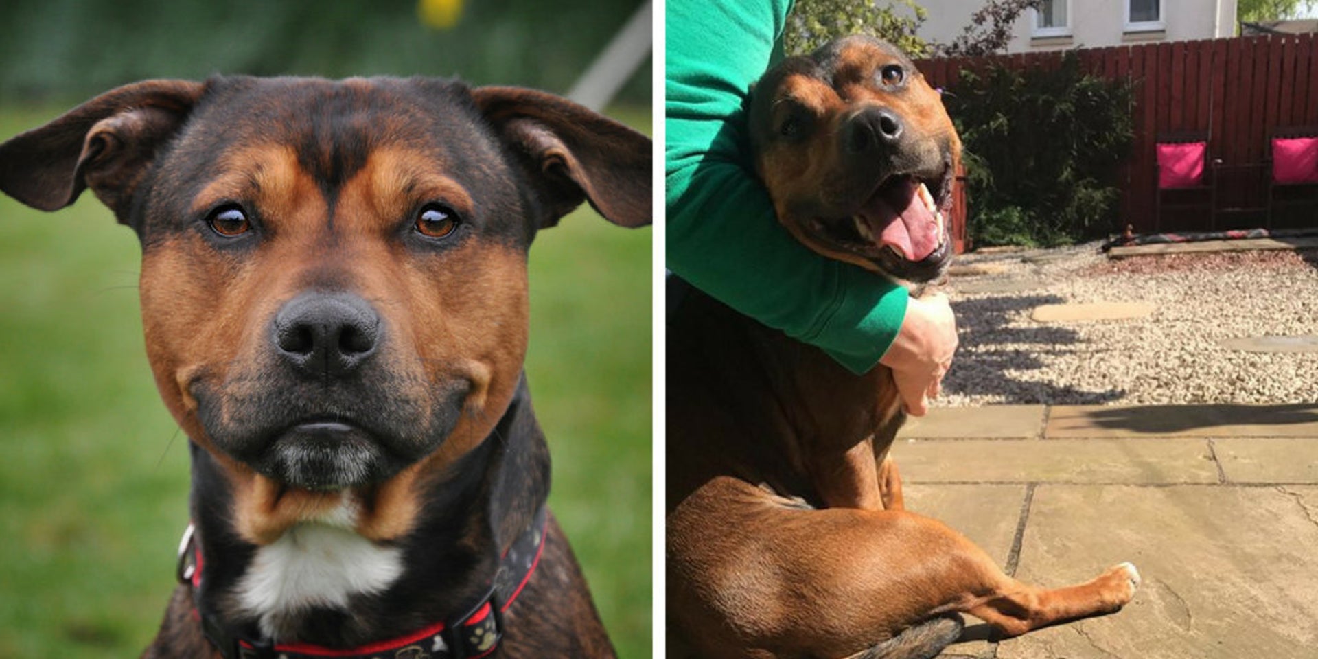 24 Photos That Capture The Magic Of Dogs Finding Their Forever Homes ...