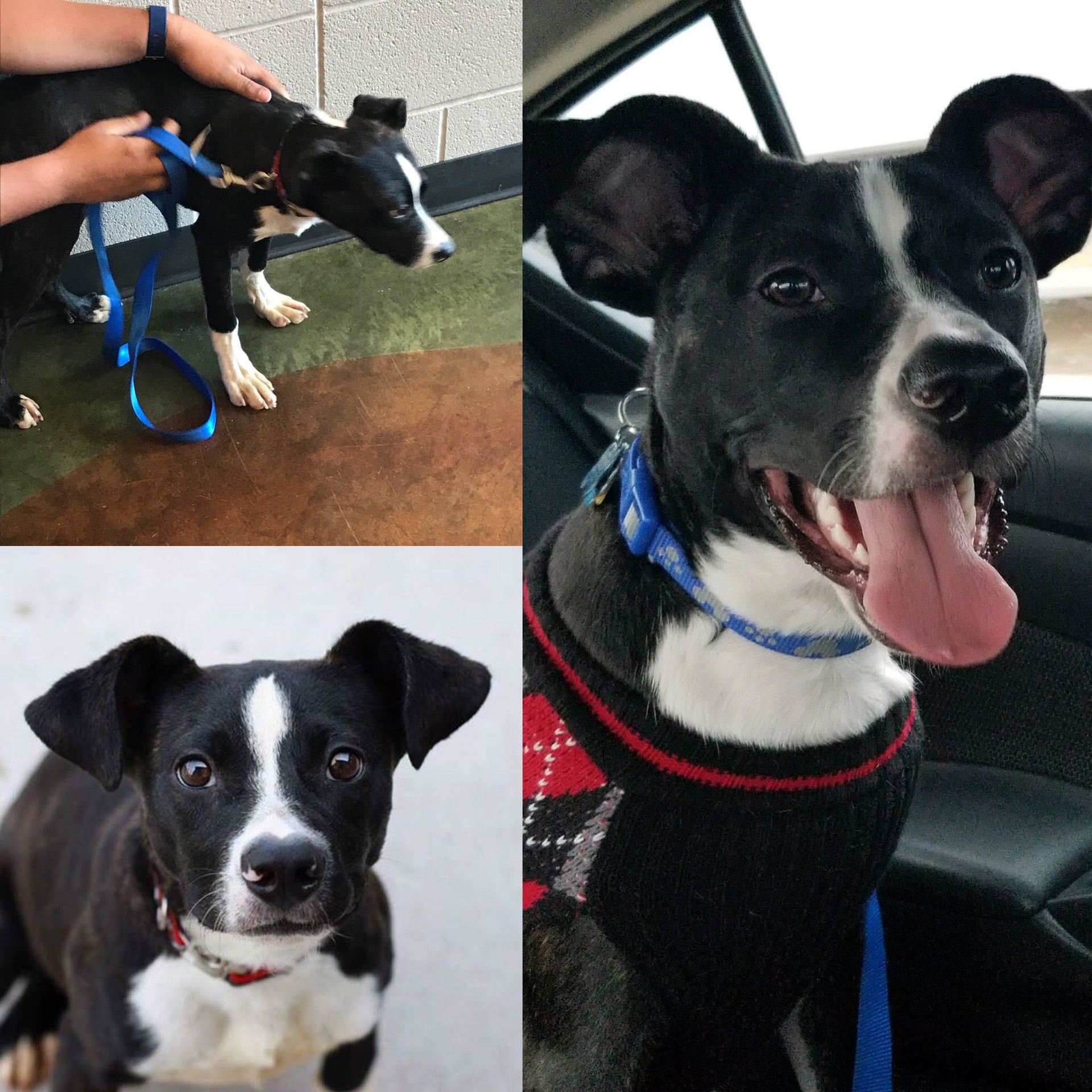 24 Photos That Capture The Magic Of Dogs Finding Their Forever Homes ...