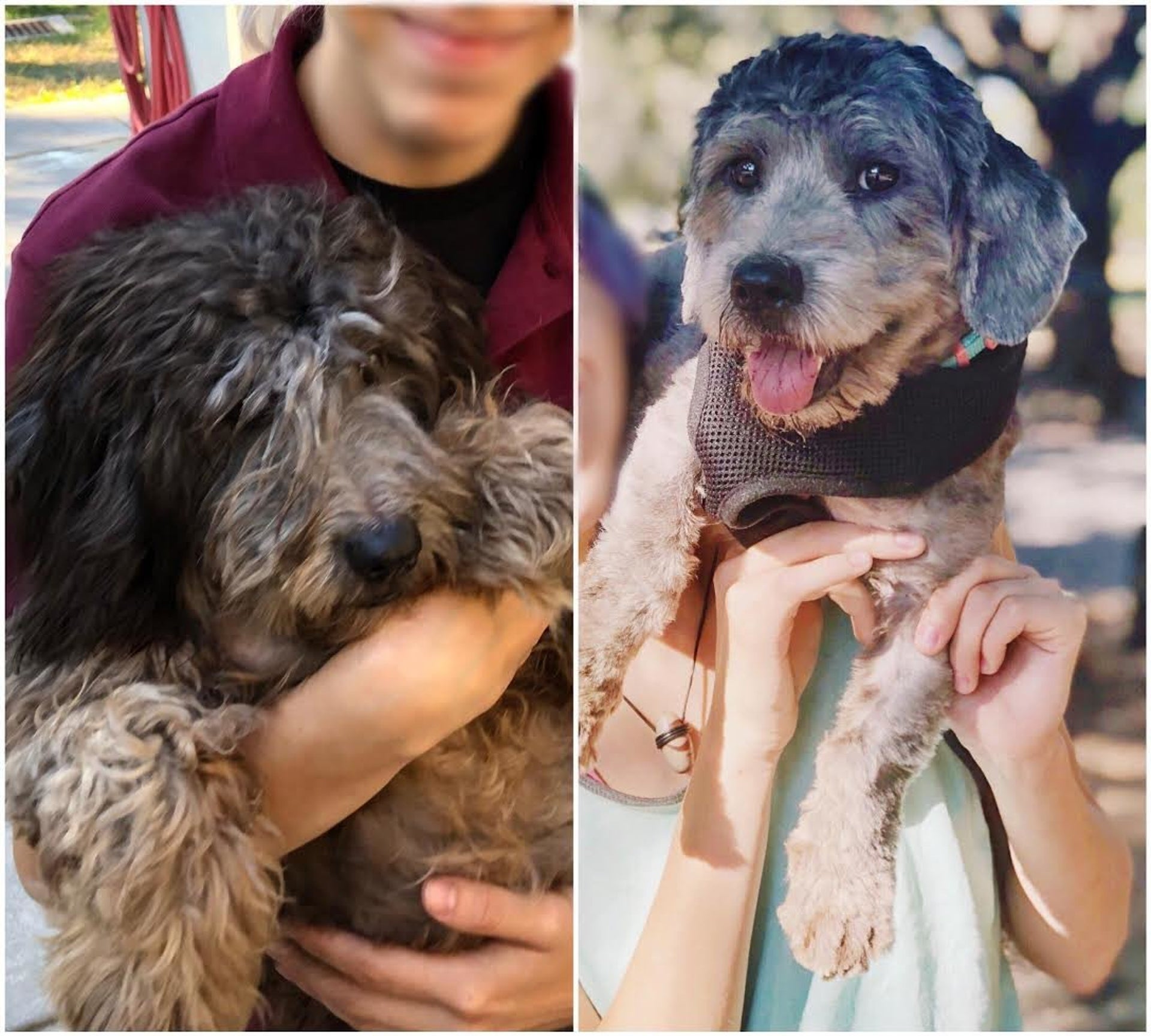 24 Photos That Capture The Magic Of Dogs Finding Their Forever Homes ...