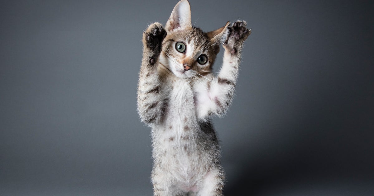 18 Cats Standing Up Like Humans That'll See You Through The Week ...