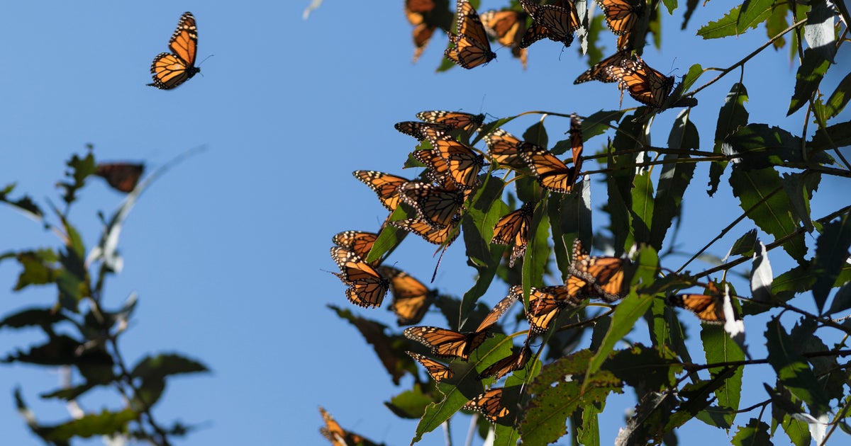 Climate Change On Track To Cause Major Insect Wipeout, Scientists Warn ...