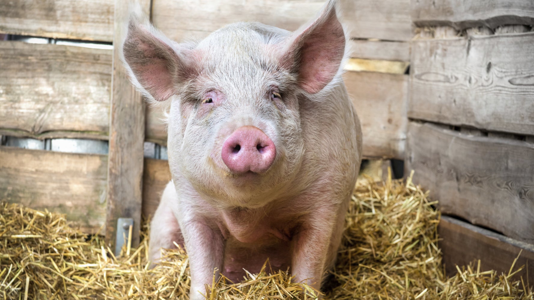 How To Eliminate Factory Farmed Meat From Your Diet | HuffPost UK Life