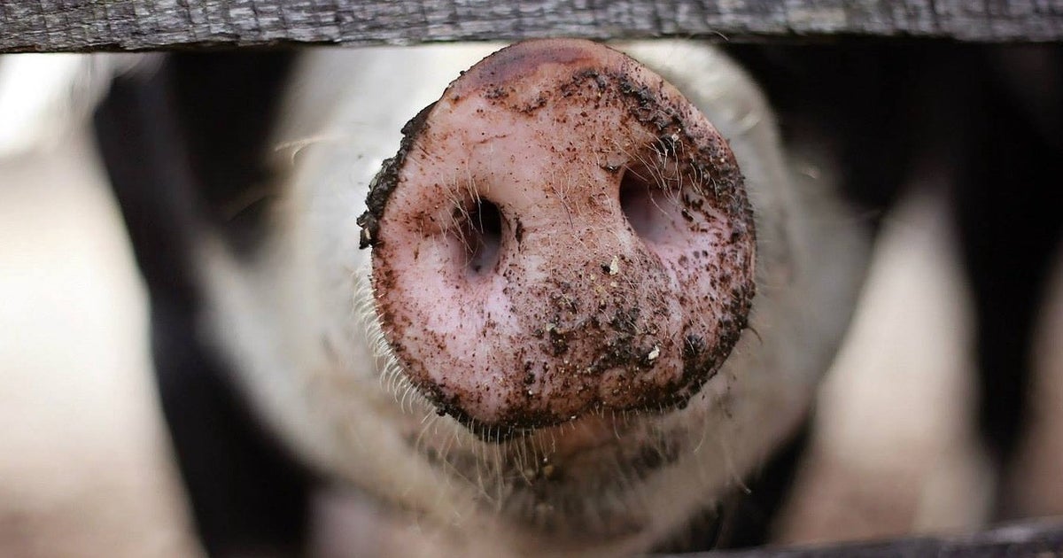 Scientists Engineer Cleaner Pig Poop | HuffPost Impact