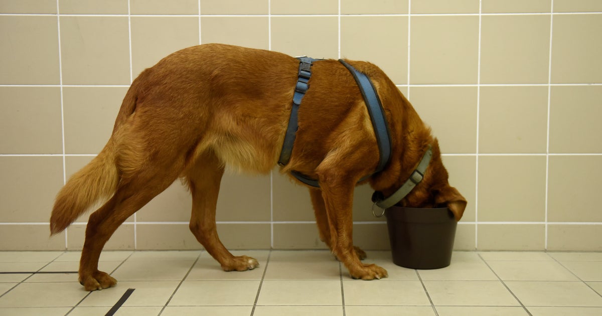 Hungry Dog Study May Beef Up Research Of Human Obesity | HuffPost Weird ...