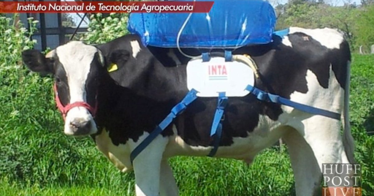YES, THIS EXISTS: Backpacks For Cows Collect Fart Gas For Energy ...