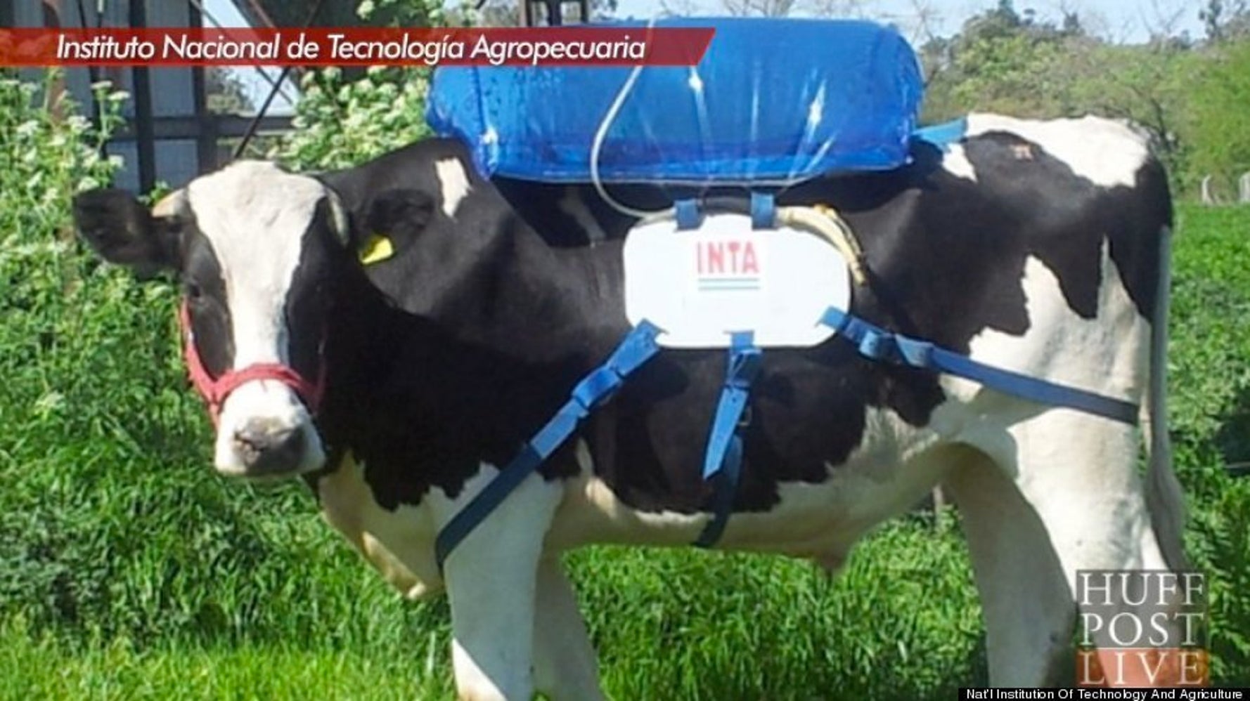 YES, THIS EXISTS: Backpacks For Cows Collect Fart Gas For Energy ...