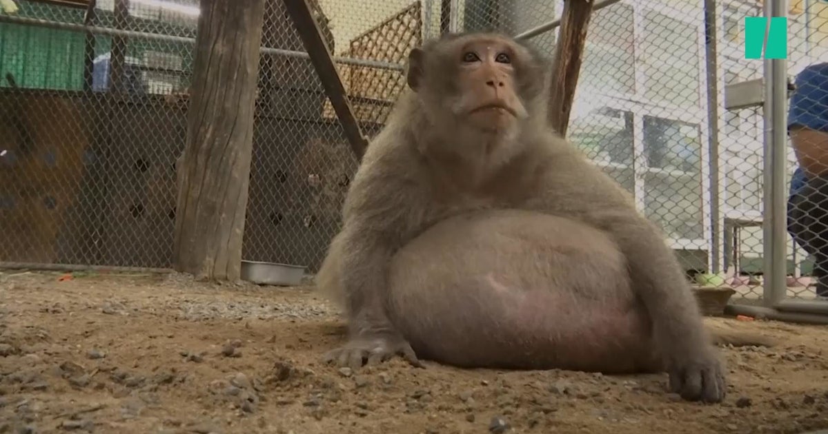 Chunky Monkey Put On Diet | HuffPost Videos