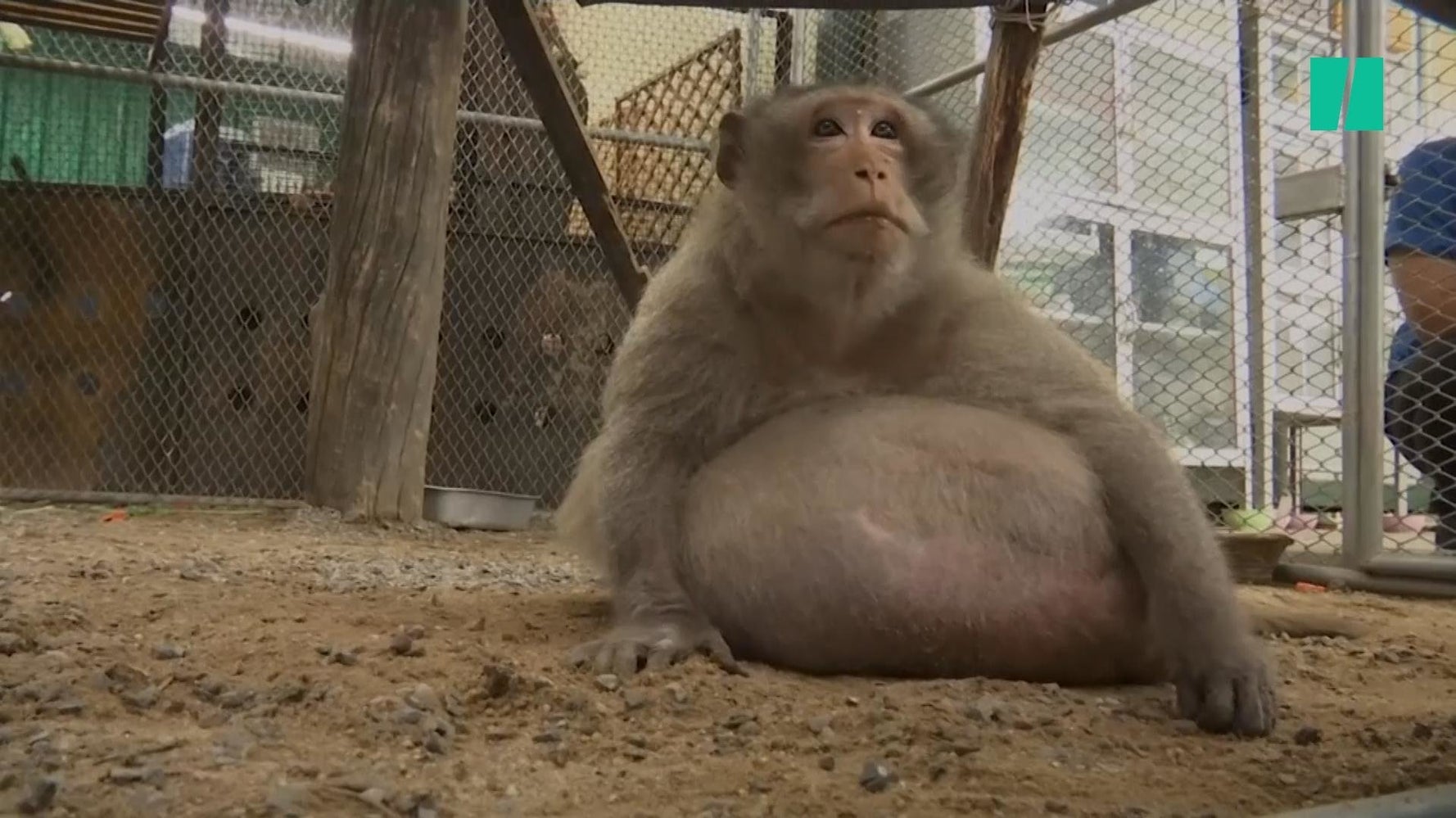 Chunky Monkey Put On Diet | HuffPost