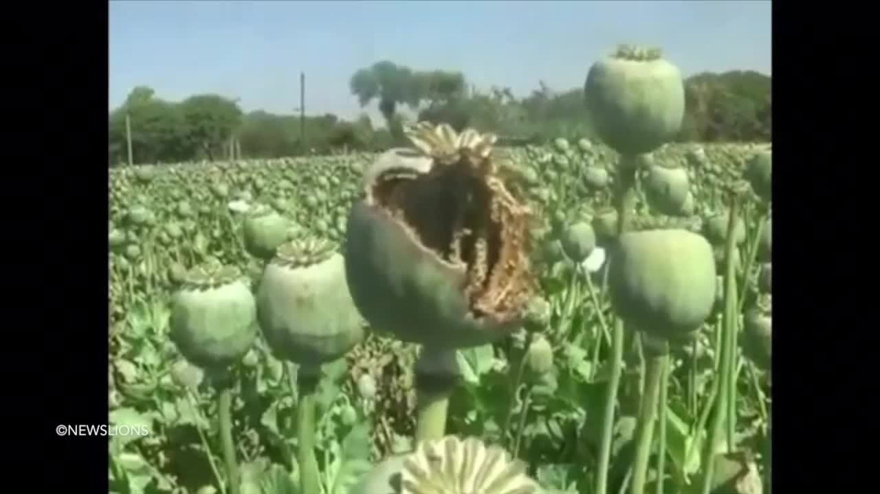 Drug-Addled Parrots Raiding India's Opium Fields | HuffPost Videos