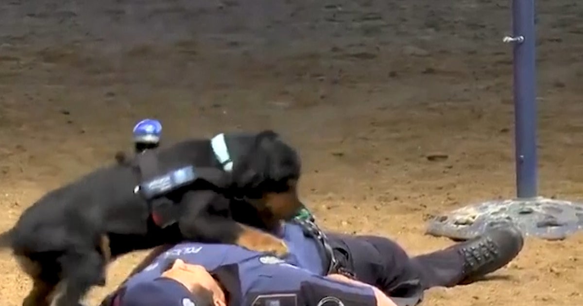 Police Dog Performs CPR On Trainer | HuffPost UK News