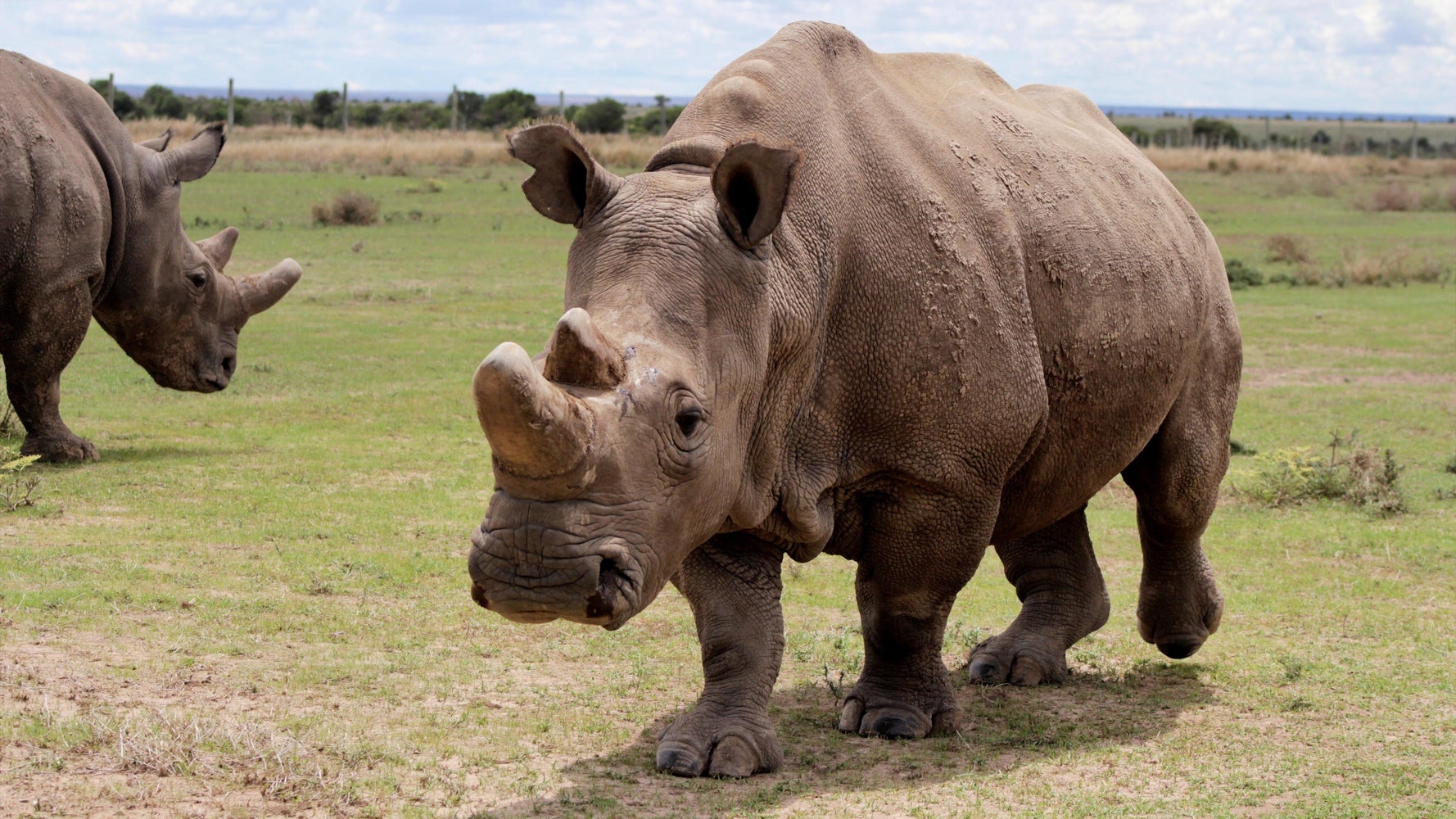 IVF Could Resurrect Functionally-Extinct Northern White Rhino ...