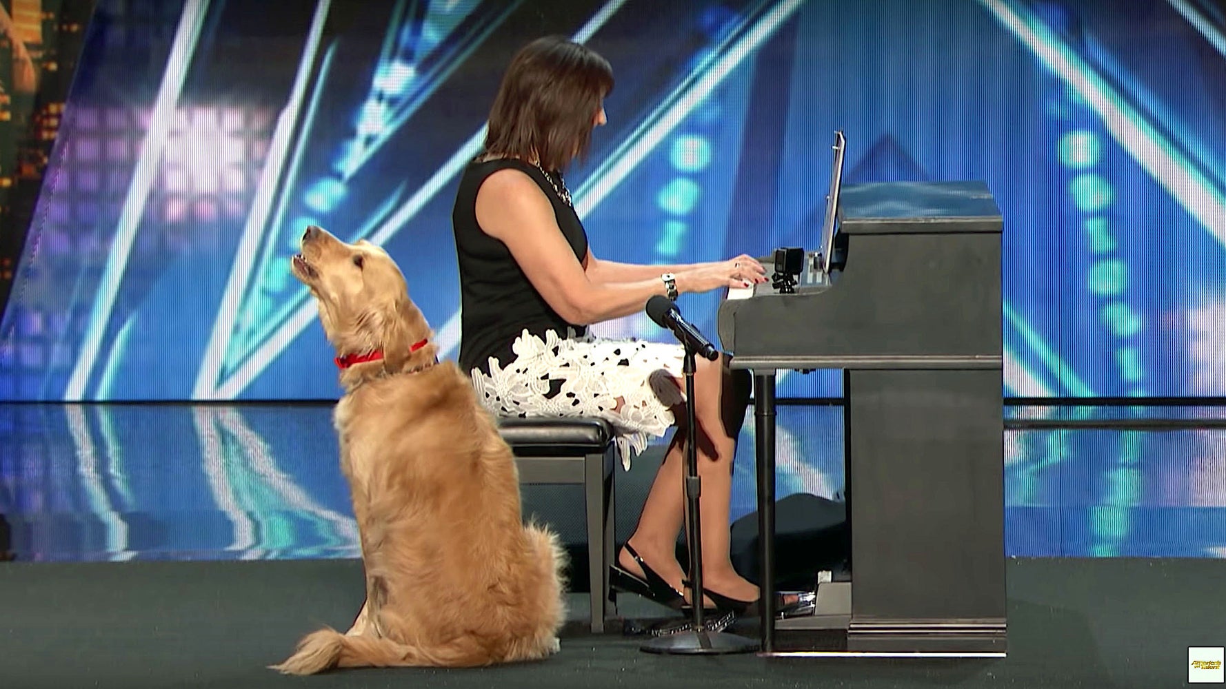Singing Dog Wows Simon Cowell On 'America's Got Talent' | HuffPost UK ...