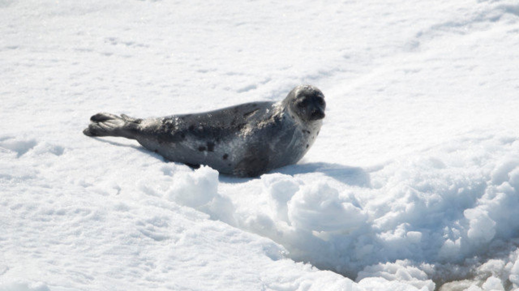 GRAPHIC: Seals Shot, Brutally Beaten During Canadian Seal Hunt | HuffPost