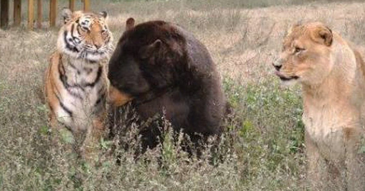 How an Unlikely Animal Trio Became Friends | HuffPost Videos