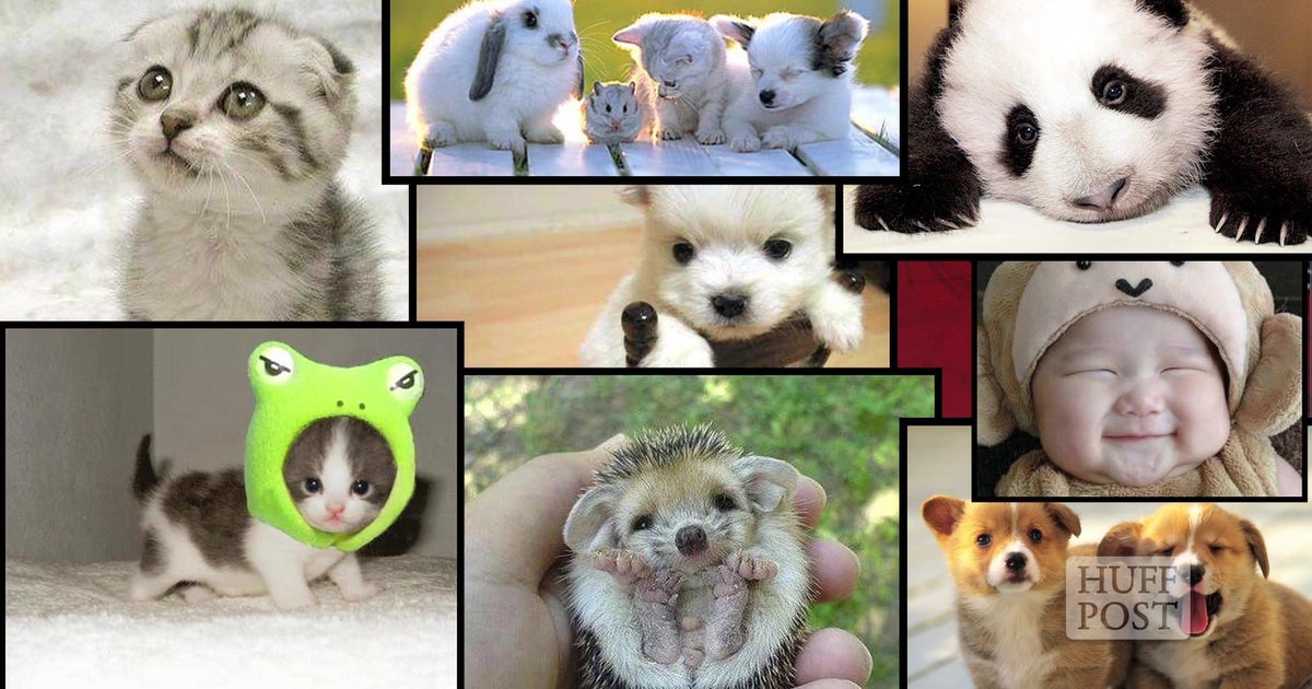 The Science Of Cute: Is Pedomorphism Why We Gush Over 'Adorable' Things ...