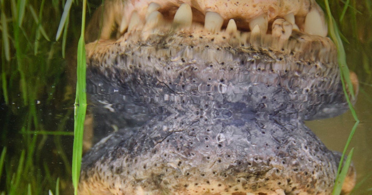 These Alligator Photos Are Straight From Your Nightmares | HuffPost Videos