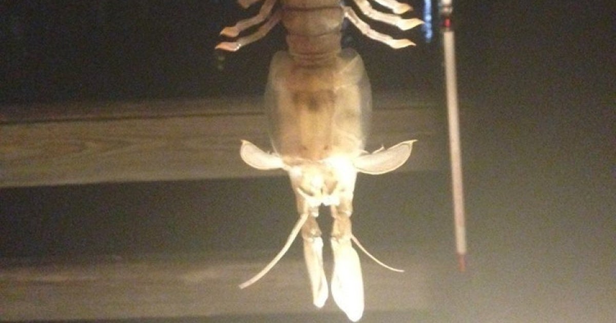 Monster Shrimp Caught In Florida | HuffPost Videos