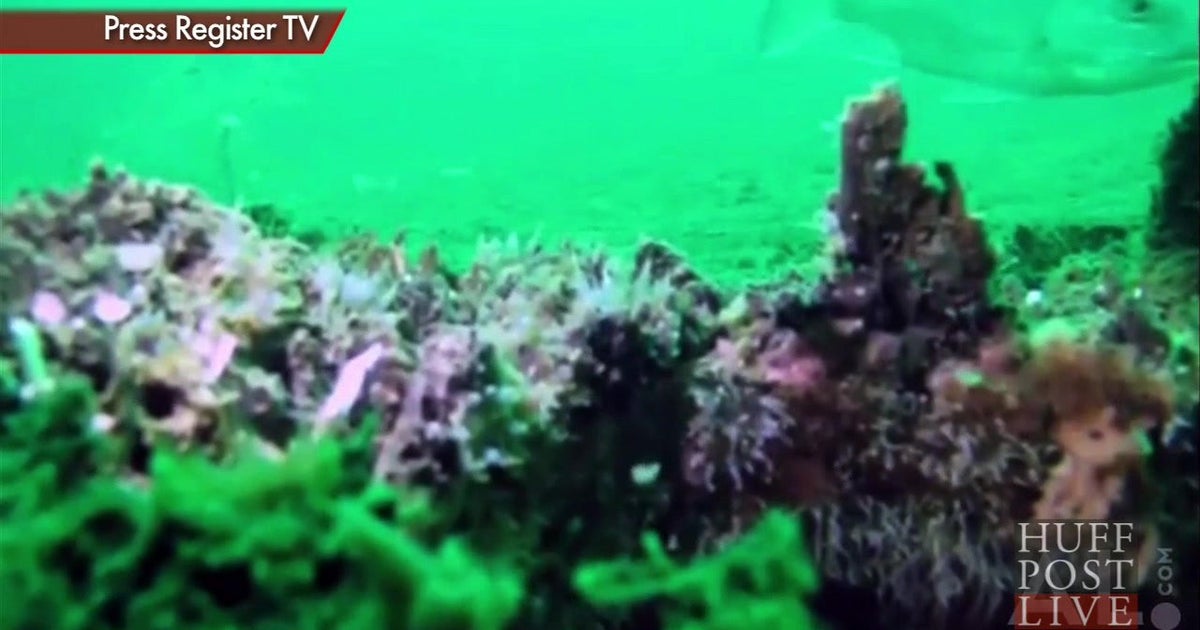 50,000 Year-Old Swamp Discovered By Scuba Divers Off Alabama's Coast ...