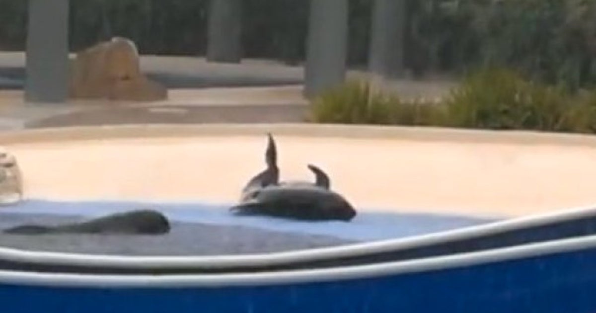 SeaWorld Under Fire After Recording Of Pilot Whale Struggling ...