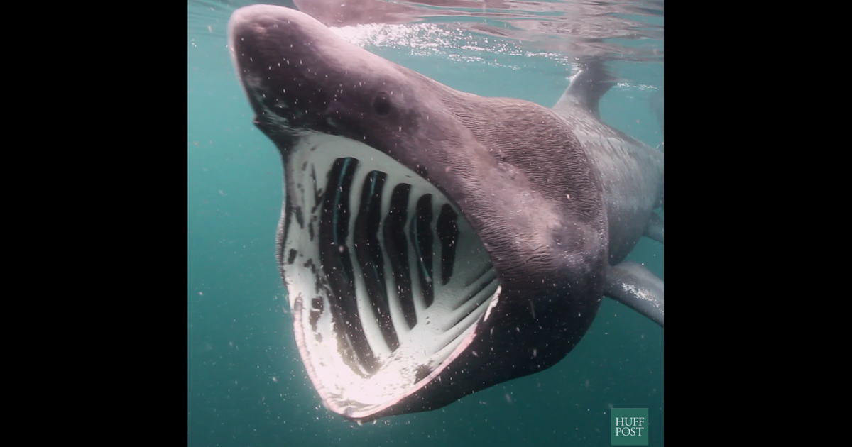 Check Out This Creepy Shark | HuffPost Videos