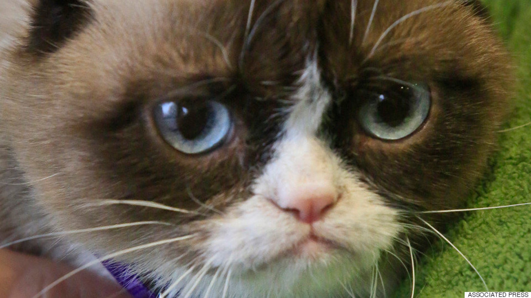 Why We Love Internet Cats | HuffPost