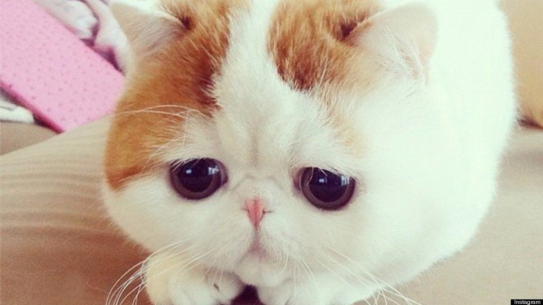 This Cat Might Just Be The Cutest On The Internet | HuffPost Videos