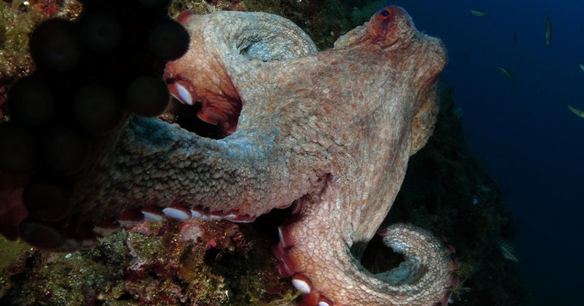 How Do Cephalopods Change Color? | HuffPost Videos