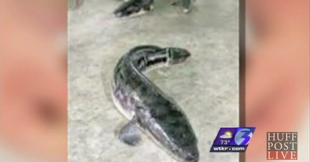 Snakehead Fish Could Break Record | HuffPost Videos