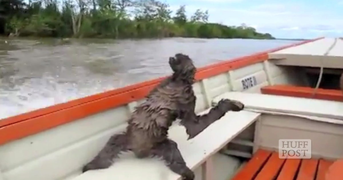 Sloth On A Boat (FIXED) | HuffPost Videos