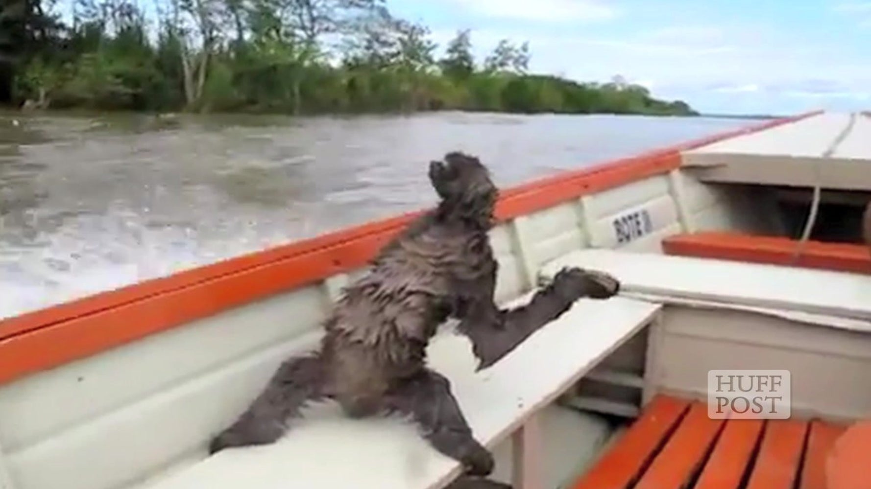 Sloth On A Boat (FIXED) | HuffPost Videos