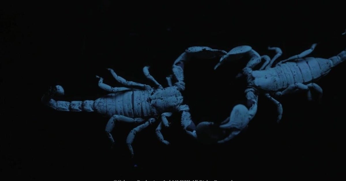 Scorpion Mating Video Uv Light Reveals Rarely Seen Sexual Behavior