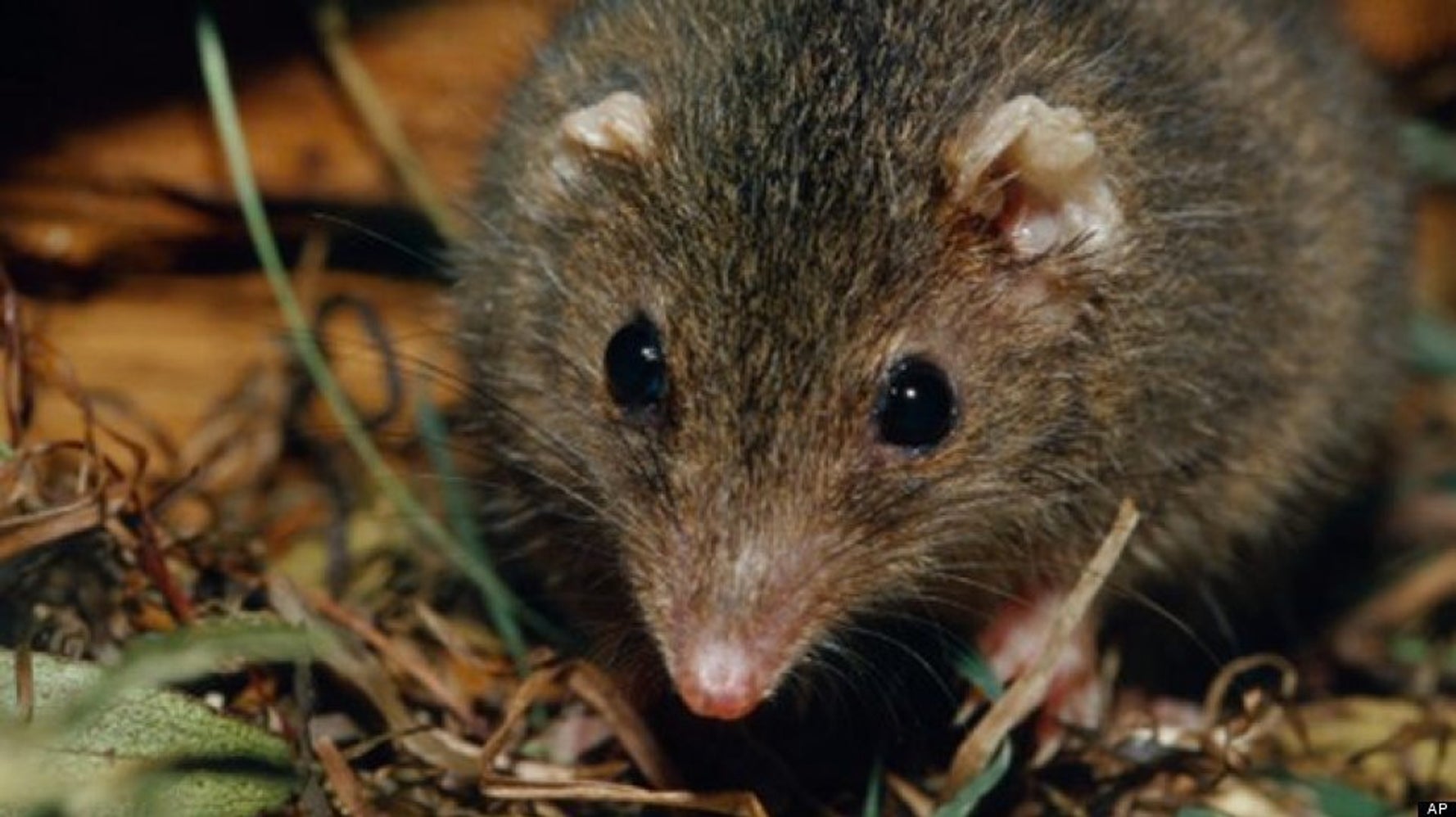 These Marsupials Break Down Their Muscles For Energy To Mate For 14 ...