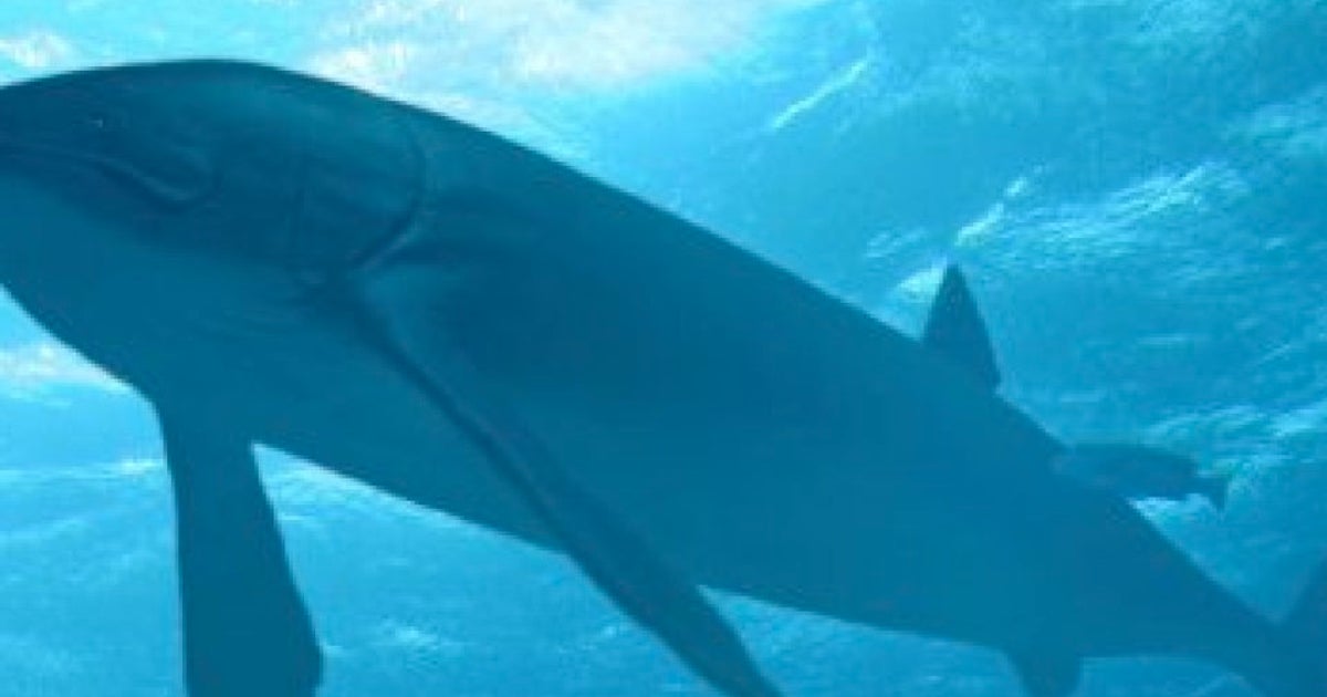 Largest Prehistoric Fish Known To Have Been About 50 Feet Long ...