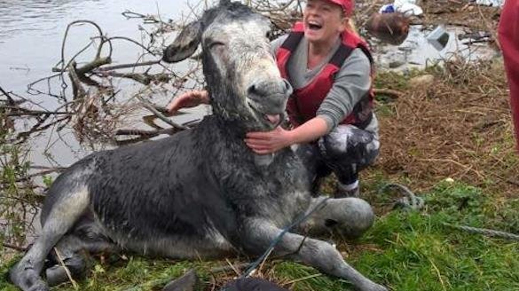Happy Donkey Saved From Storm Desmond Floods | HuffPost Videos