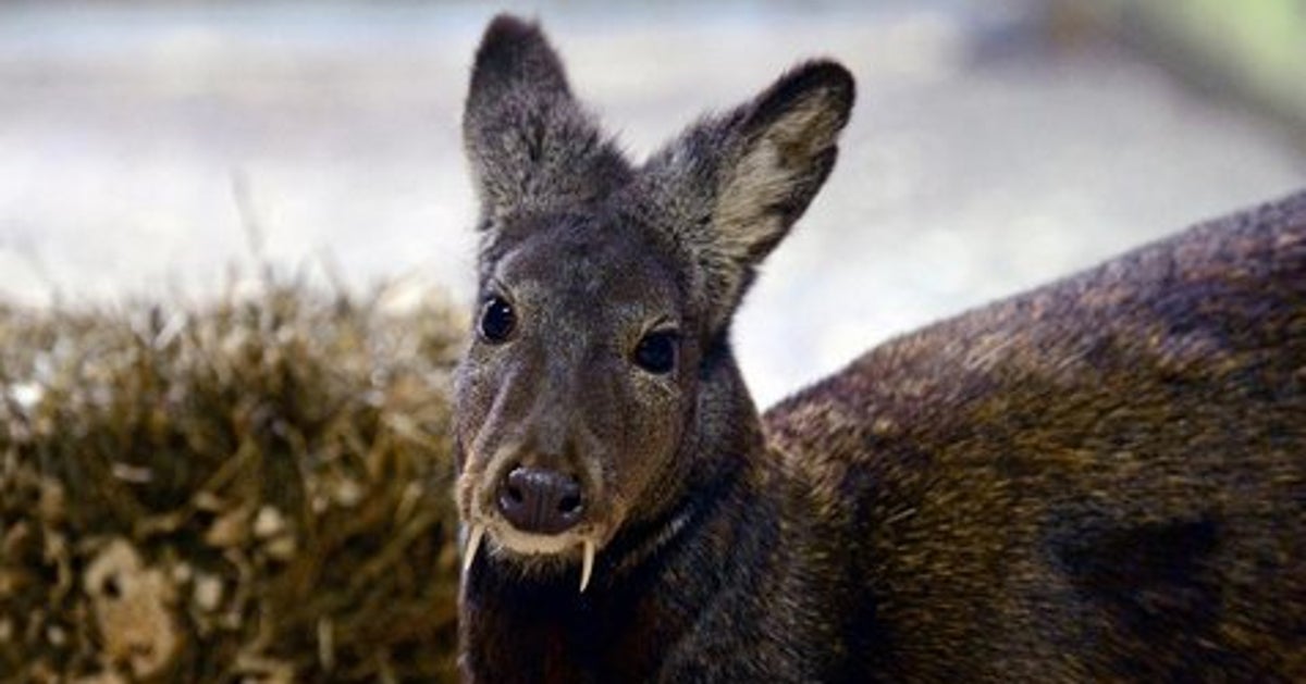 Fanged Deer Spotted For First Time Since 1948 | HuffPost Videos