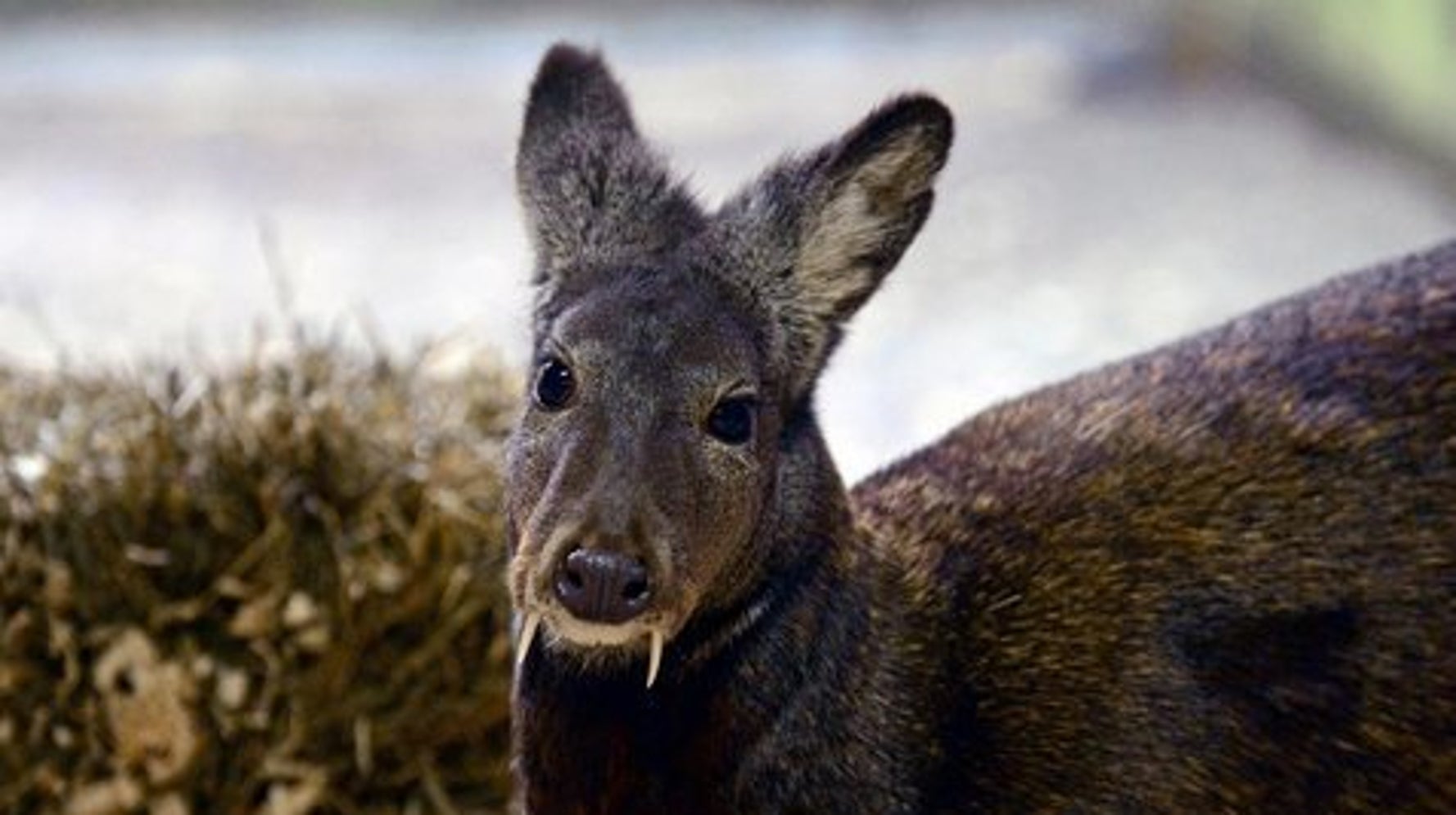 Fanged Deer Spotted For First Time Since 1948 | HuffPost Videos