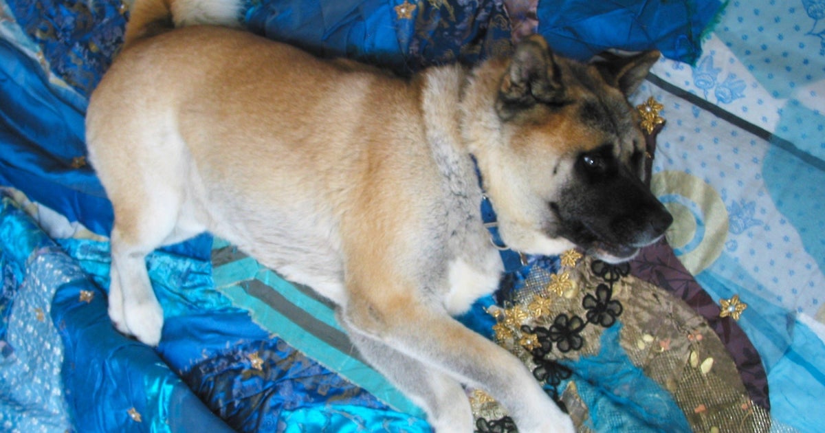 5 Cute Animal Pictures To End The Week: Perching Puffins And Friendly ...