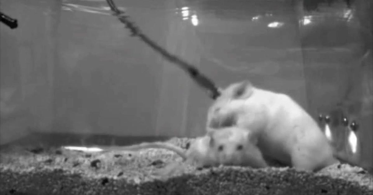 Brain Stimulation Makes Mouse Super-Aggressive | HuffPost Videos