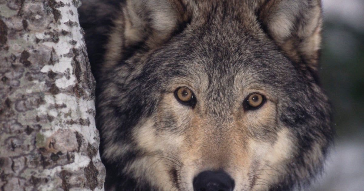 Hunter Kills First Gray Wolf Seen In Iowa In 89 Years | HuffPost Videos