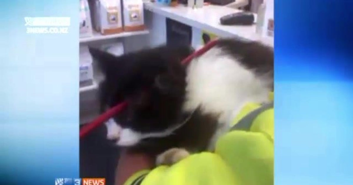 Cat Survives Crossbow Through Its Skull | HuffPost Videos