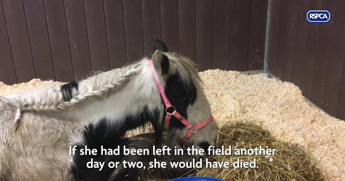 Two Foals Left To Die In A Field | HuffPost Videos
