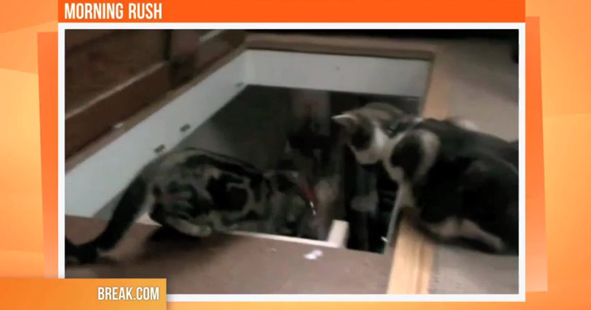 Morning Rush Viral 8/28/12 | HuffPost Videos