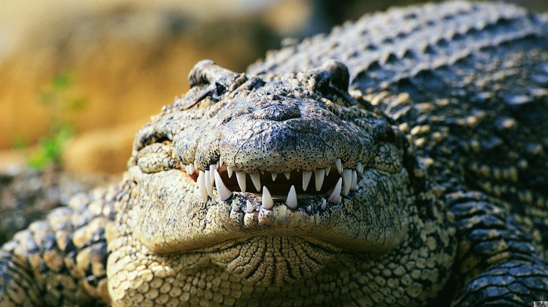 Jaws Vs. Claws: Croc Takes Down Shark Like You've Never Seen Before ...