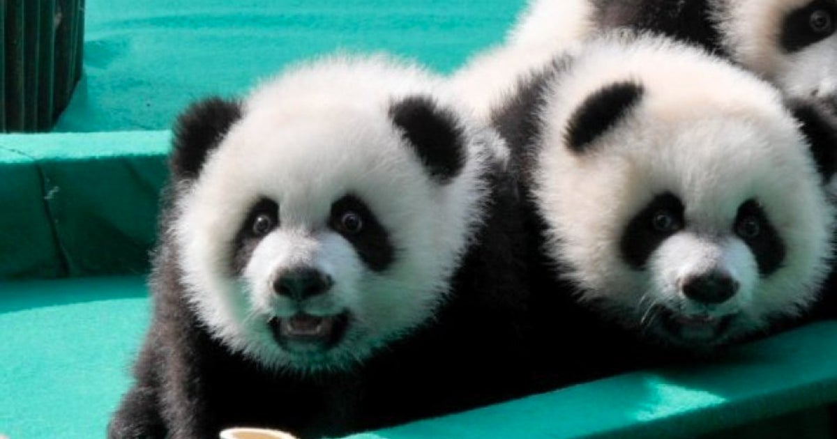 What Do You Name World's Cutest Panda Triplets? | HuffPost Videos