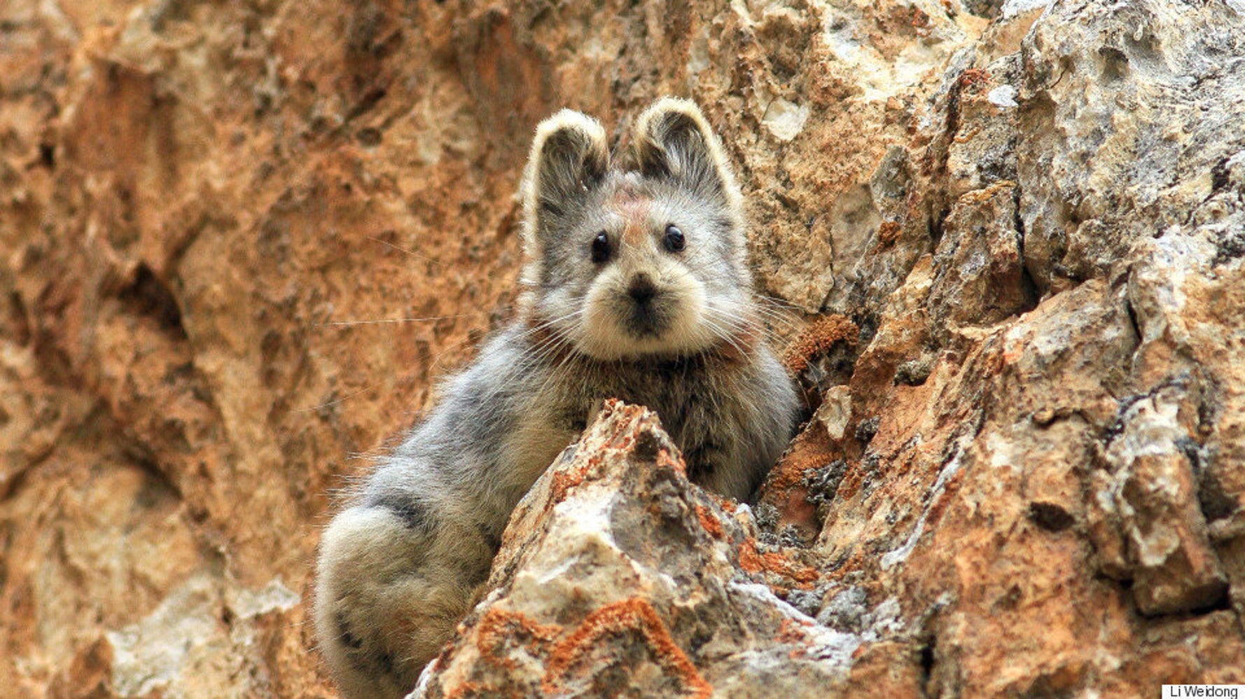 China's Adorable 'Magic Rabbit' Is On The Brink Of Extinction ...