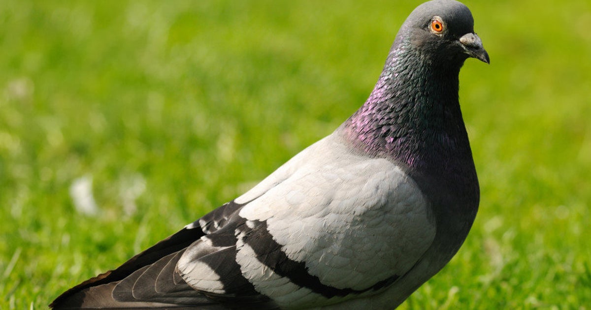 Zombie Pigeons Reach Epidemic Levels In Moscow | HuffPost Videos